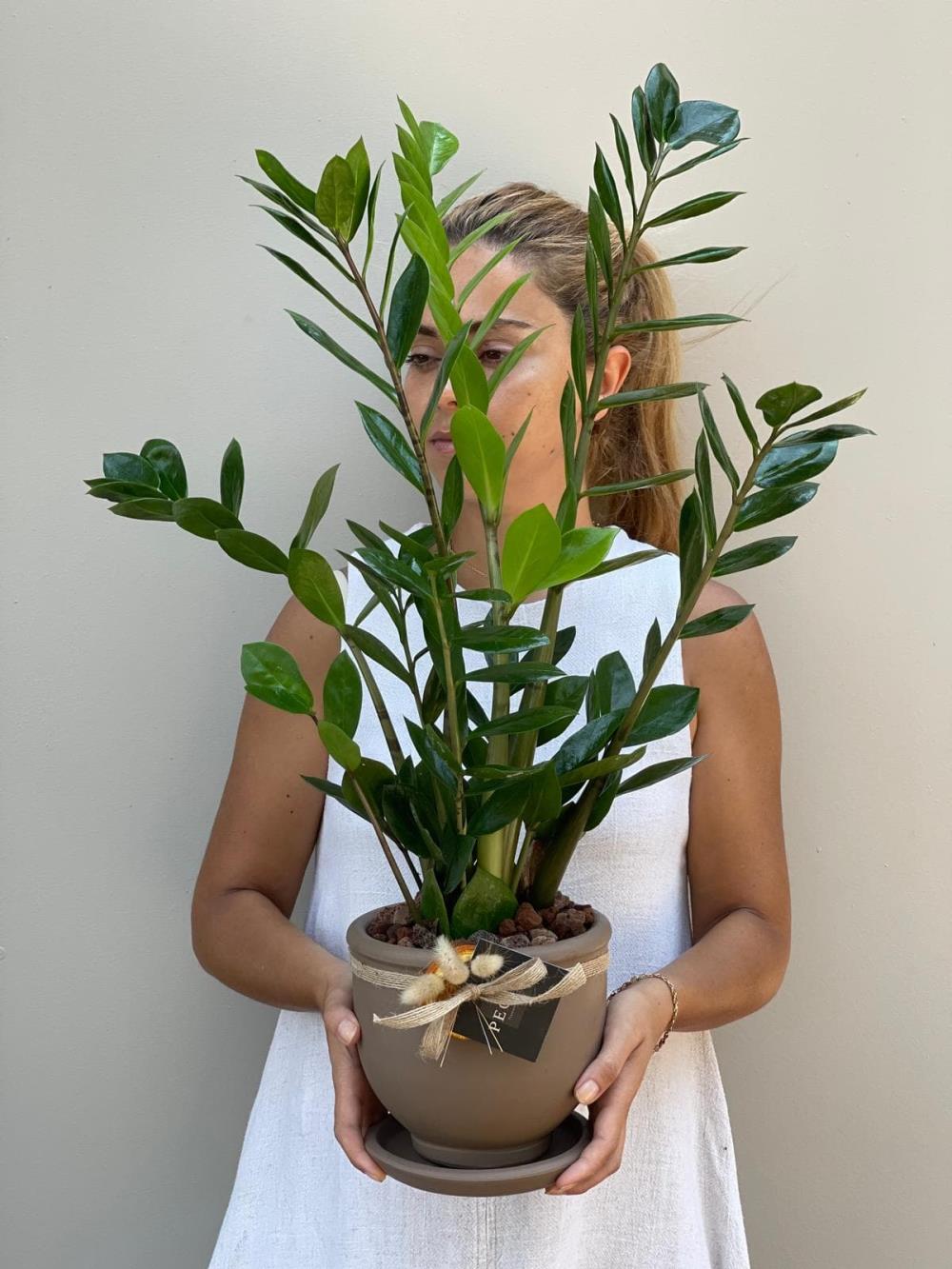 Zamia - Zamioculcas Zz Bitkisi | Peony Flower